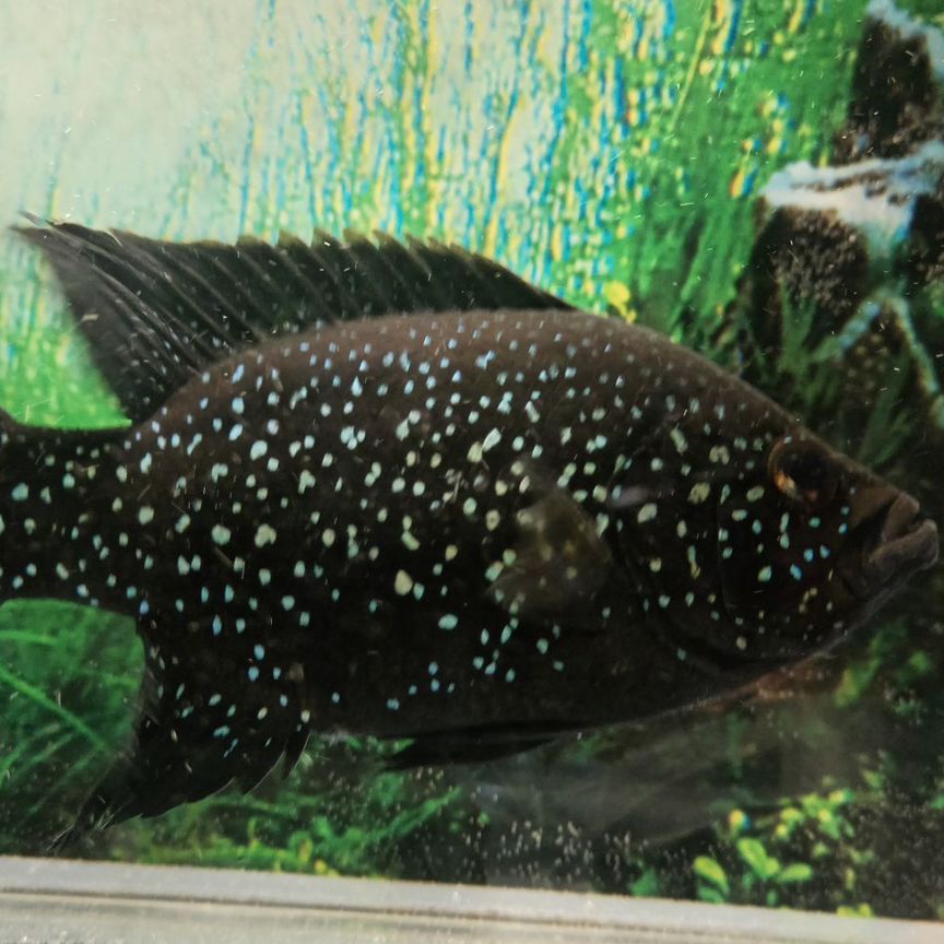 Тиляпия поллени взрослая 12см