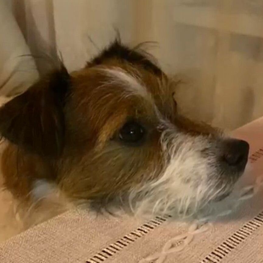 Джек-рассел-терьер, взрослый пёс