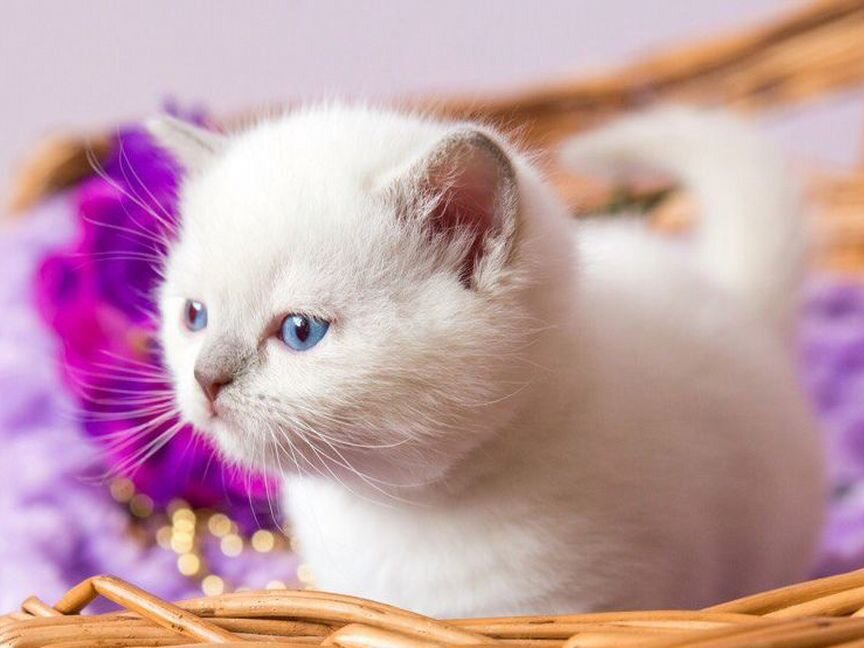 Котенок девочка прямоухая окрас колор поинт