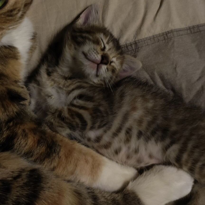 Котенок девочка в добрые руки