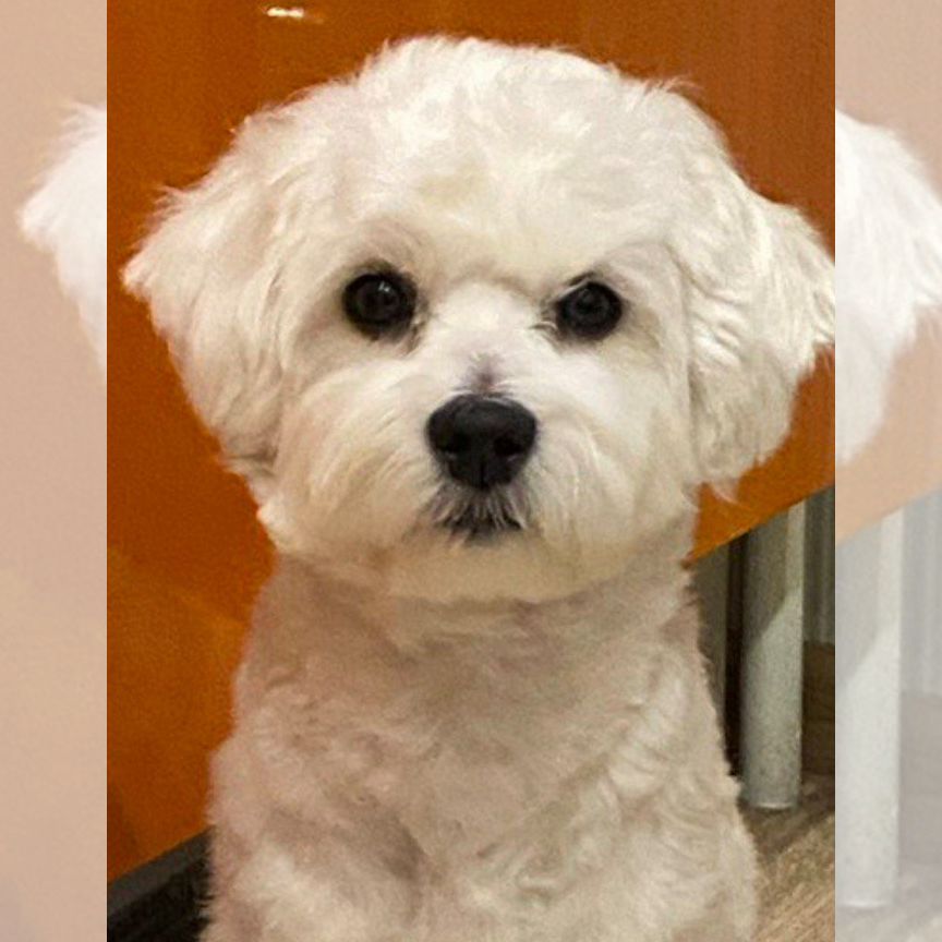 Мальтипу, щенок