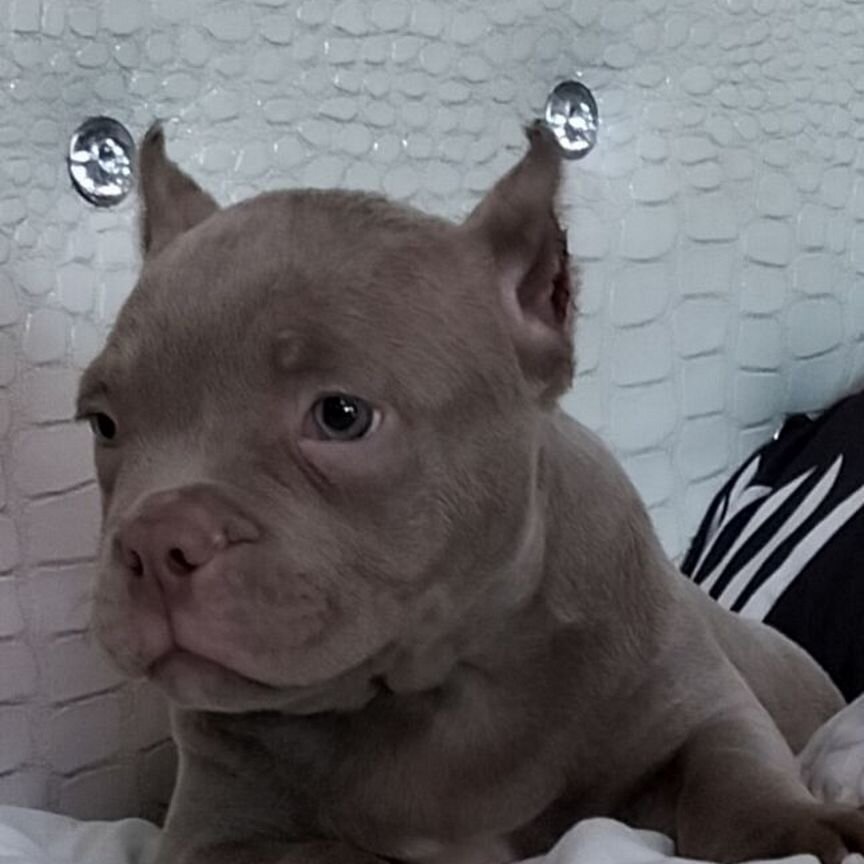 Американский булли