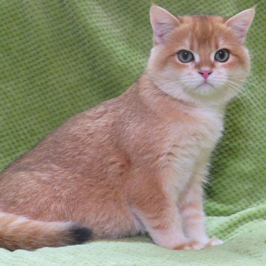 Шотландский котик золотая шиншилла ny12