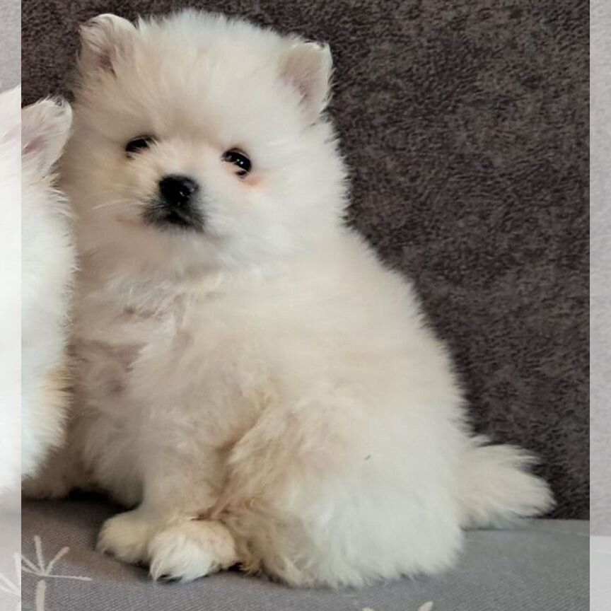 Померанский шпиц, щенок