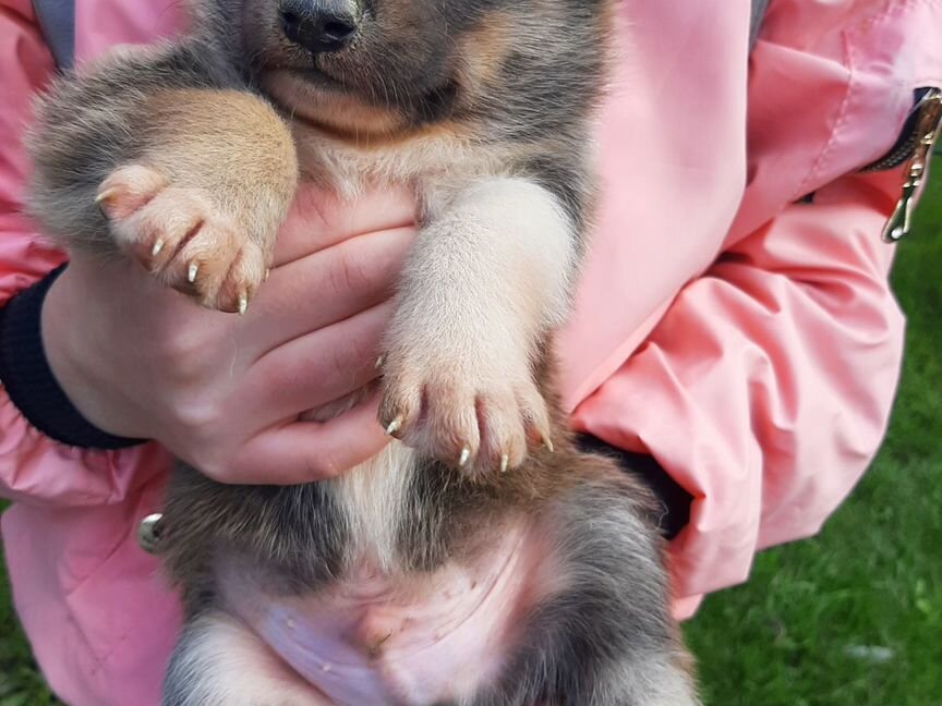 Щенки лайки зс