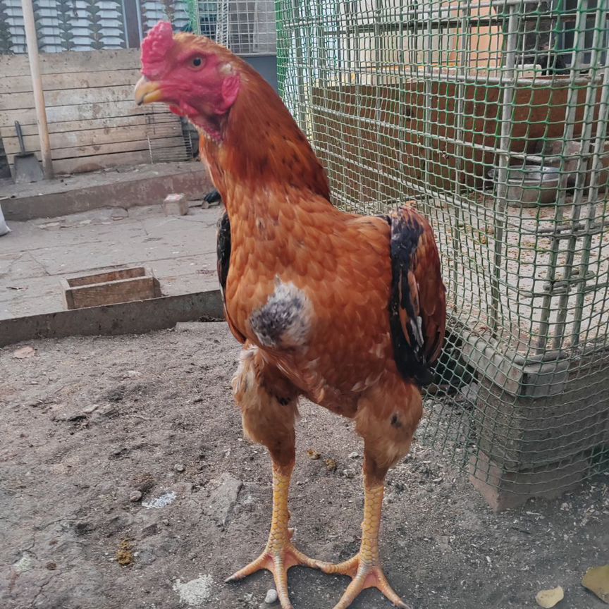 Бойцовский петух япон Шамо