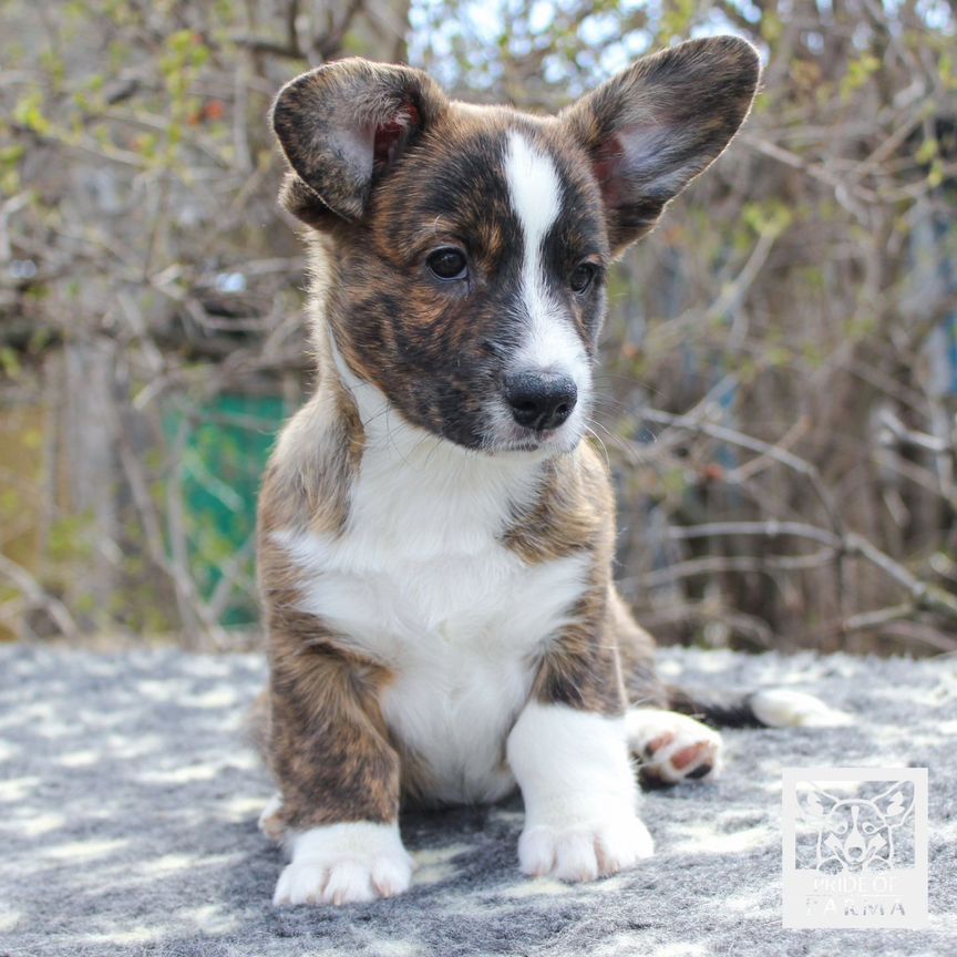 Красотка в тигровом окрасе