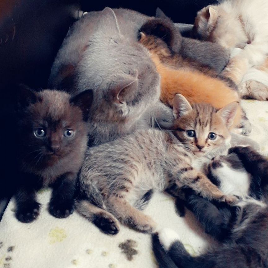 Кошки