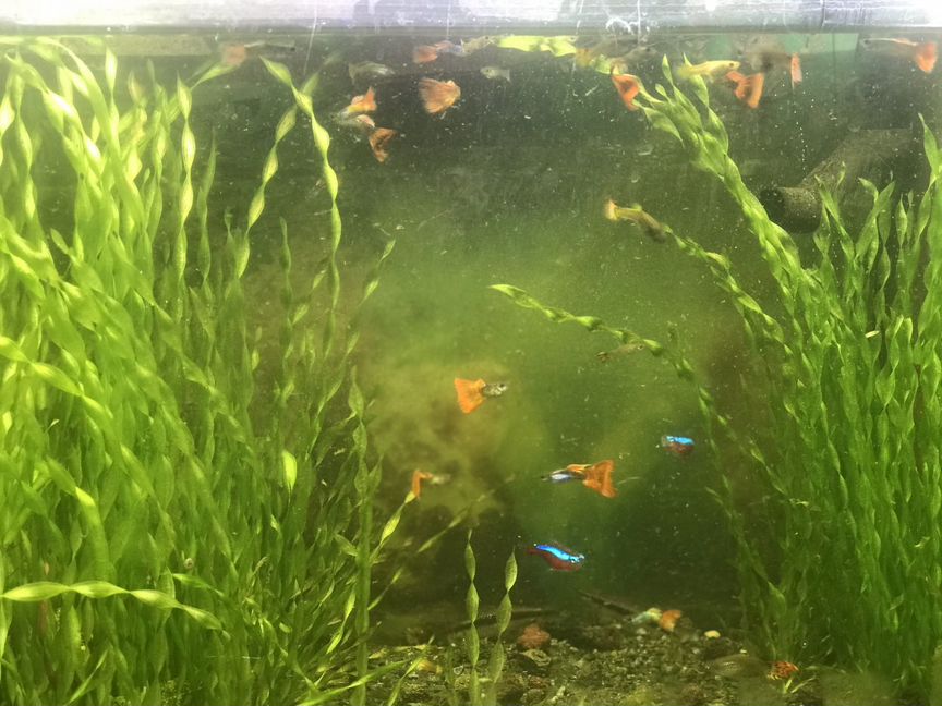 Гуппи, два неона, два сианскмх водорослееда см5