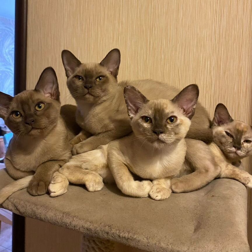 Европейский бурманский котёнок