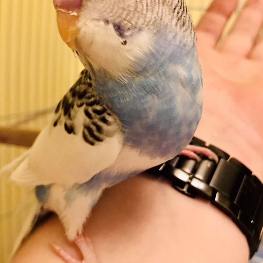 Волнистый попугай