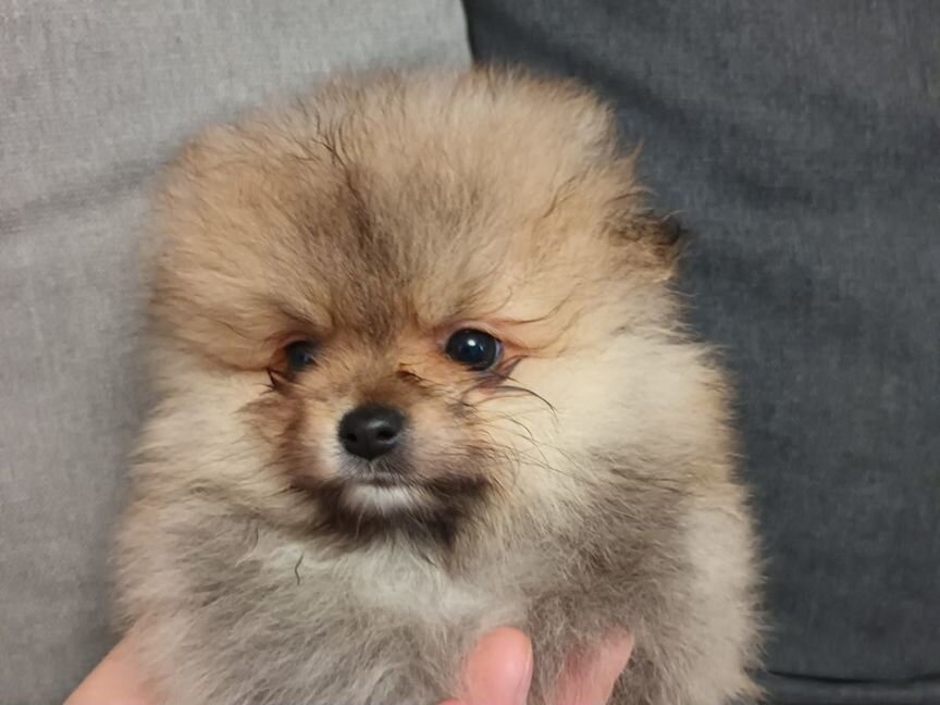 Померанский шпиц мини