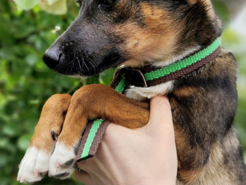 Найдена собака