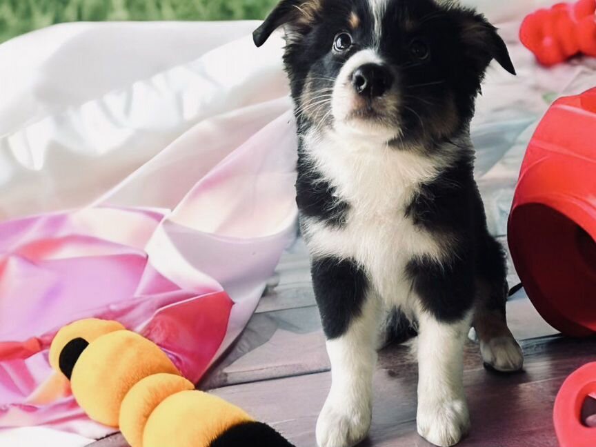 Щенки австралийской овчарки (аусси)