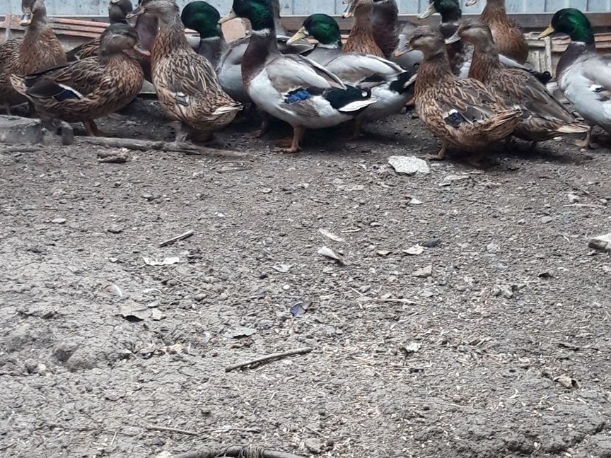 Утки дикие и утята