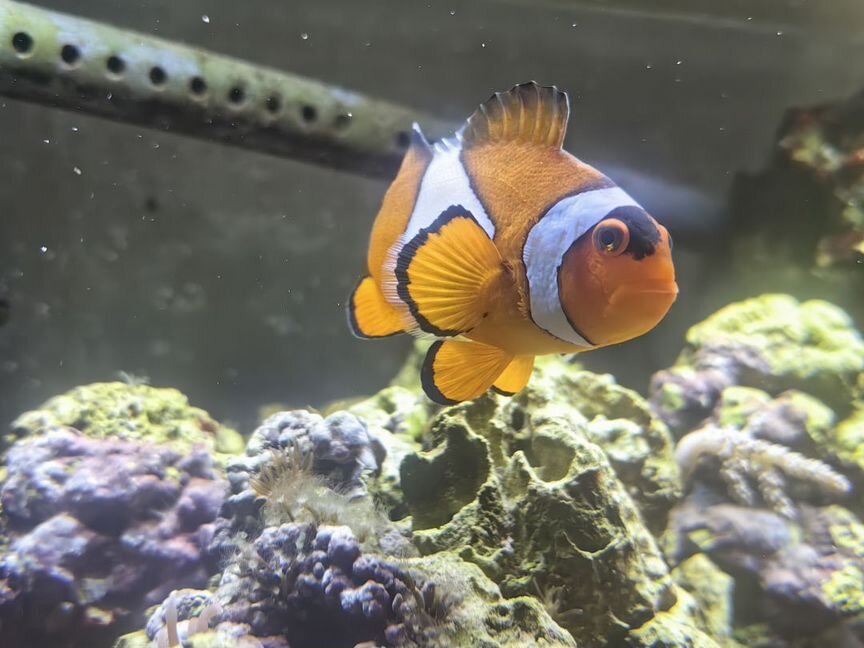 Морская Рыбка клоун