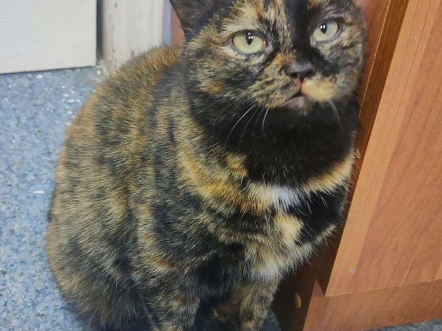 Кошка