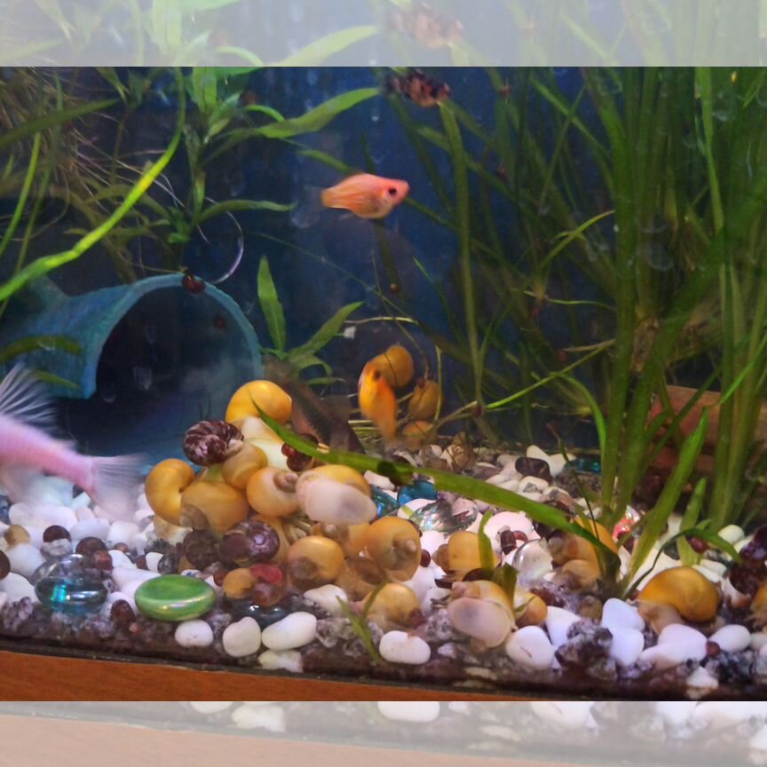 Улитки аквариумные