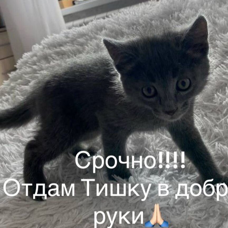 Котёнок в добрые руки