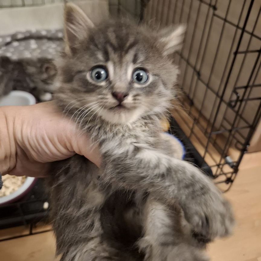 Котенок мальчик