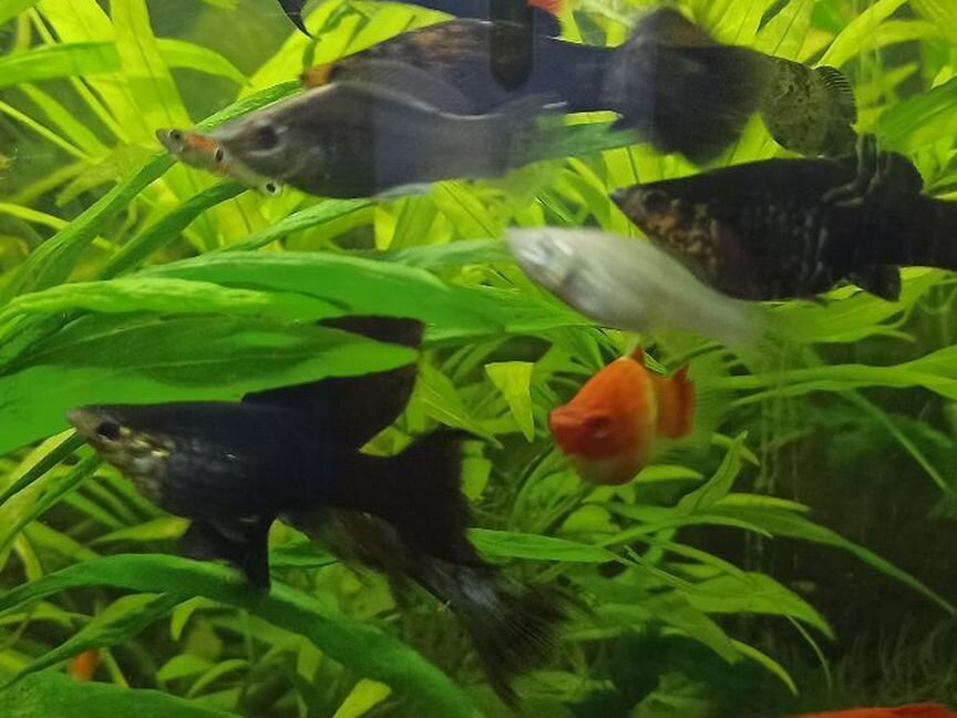 Молинезии,ряска, лимонник