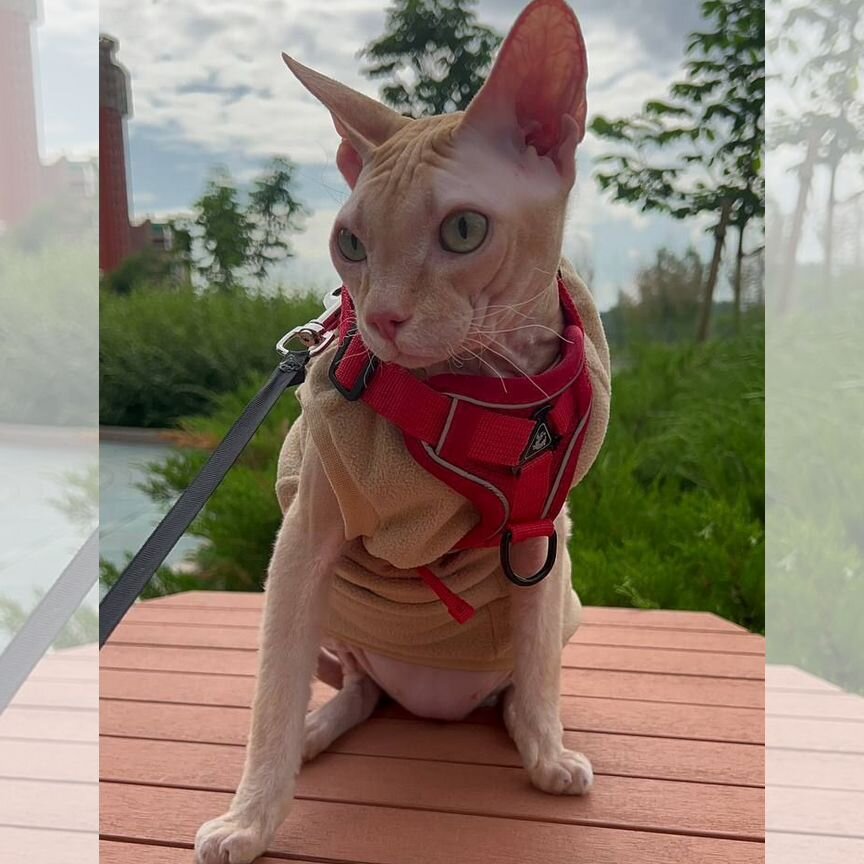 Донской сфинкс, взрослый кот