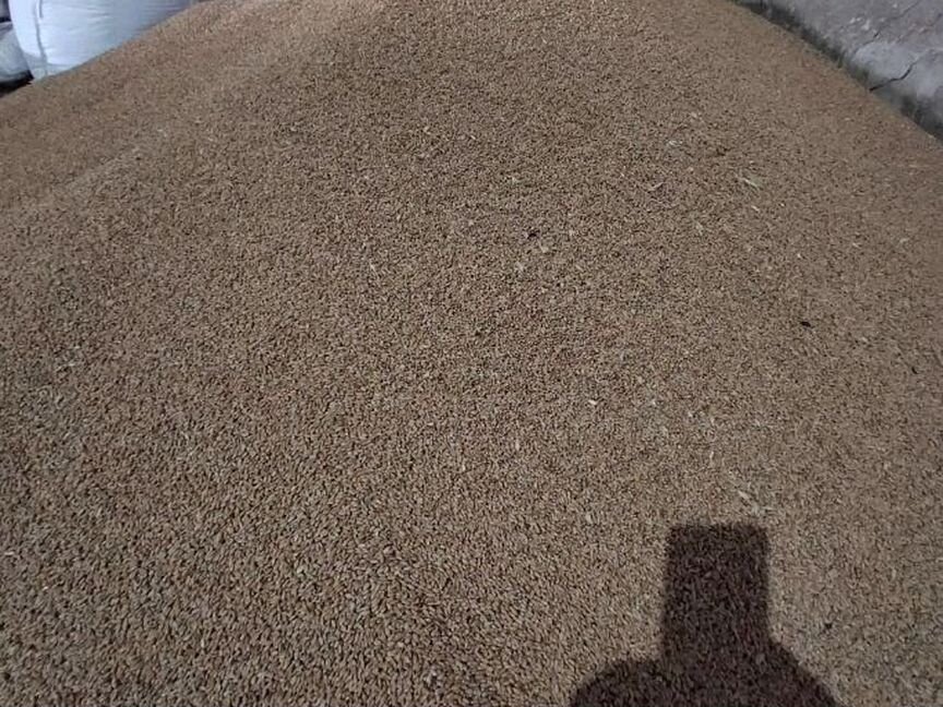 Фуражный горох, Семечко корма