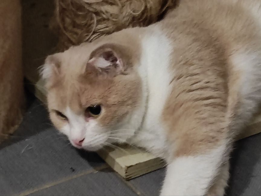 Кошка марфи
