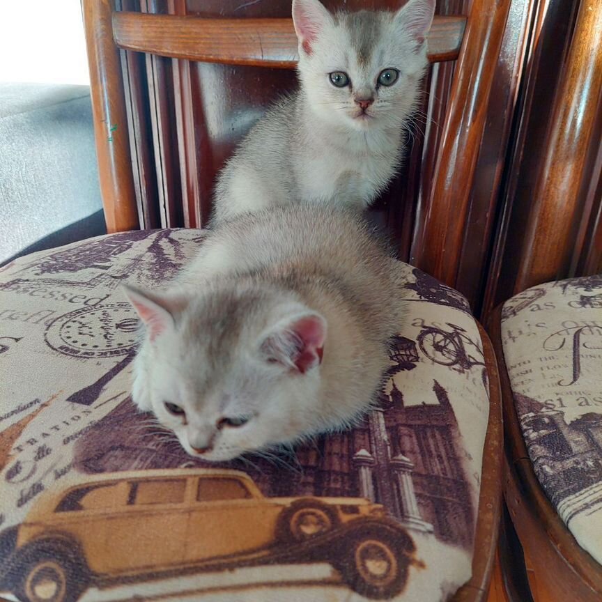 Шотландские прямоухие котята