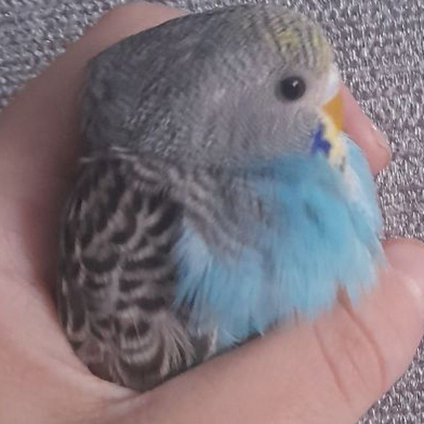 Волнистый попугай