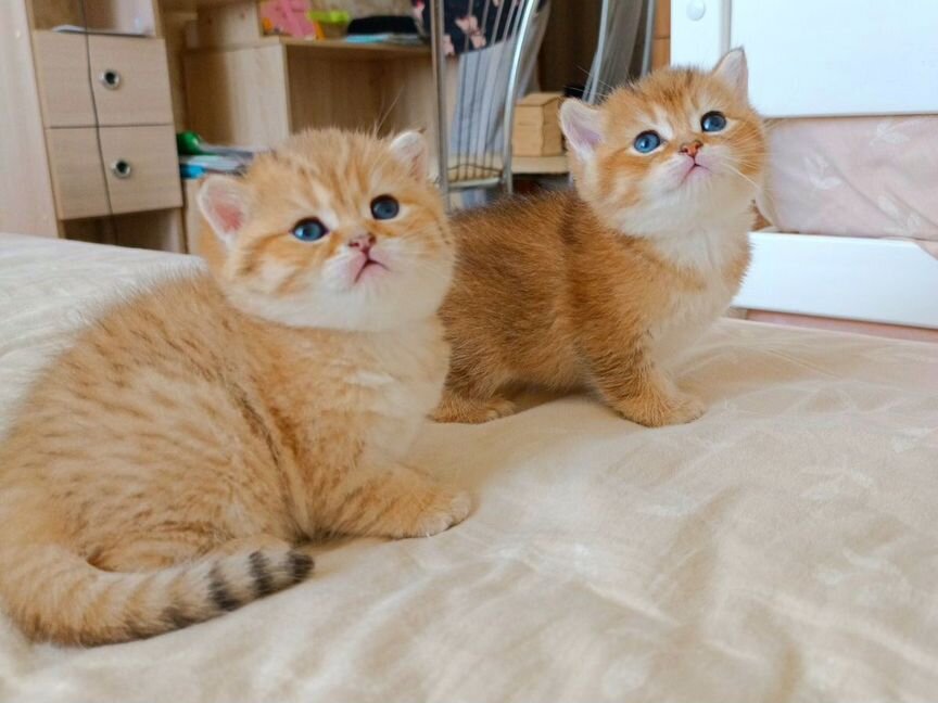 Котята шотландские золотые шиншиллы