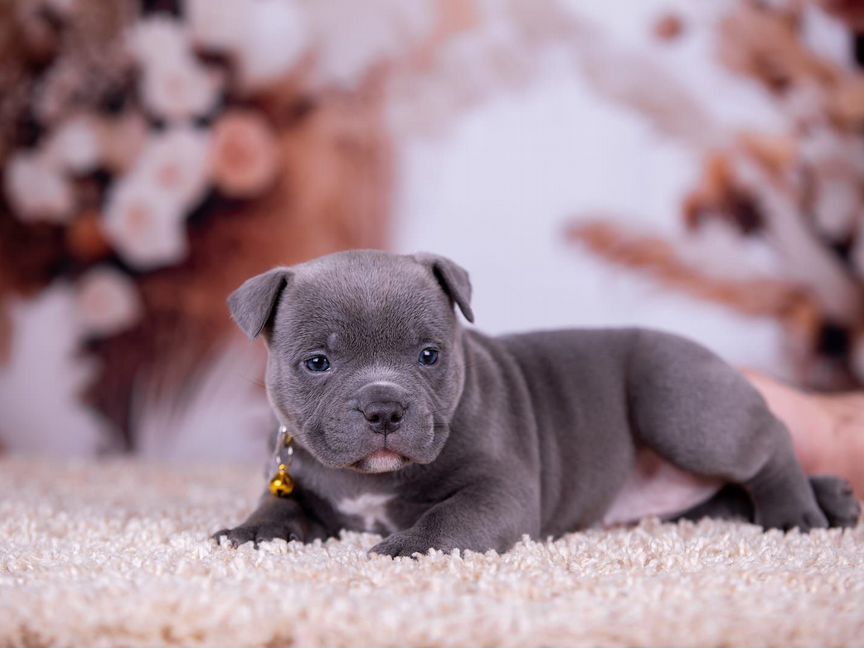 Американский булли покет