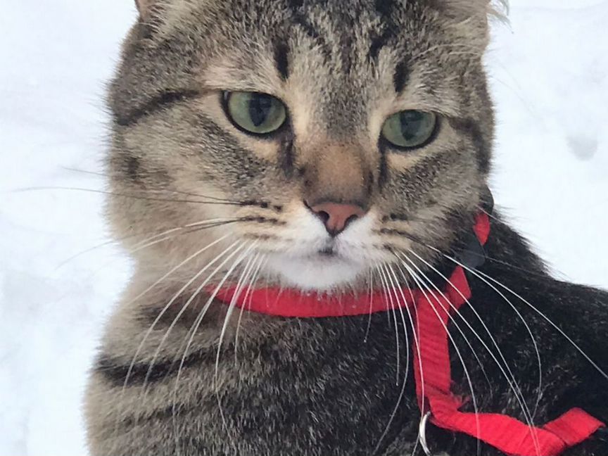 Отдам взрослого кота