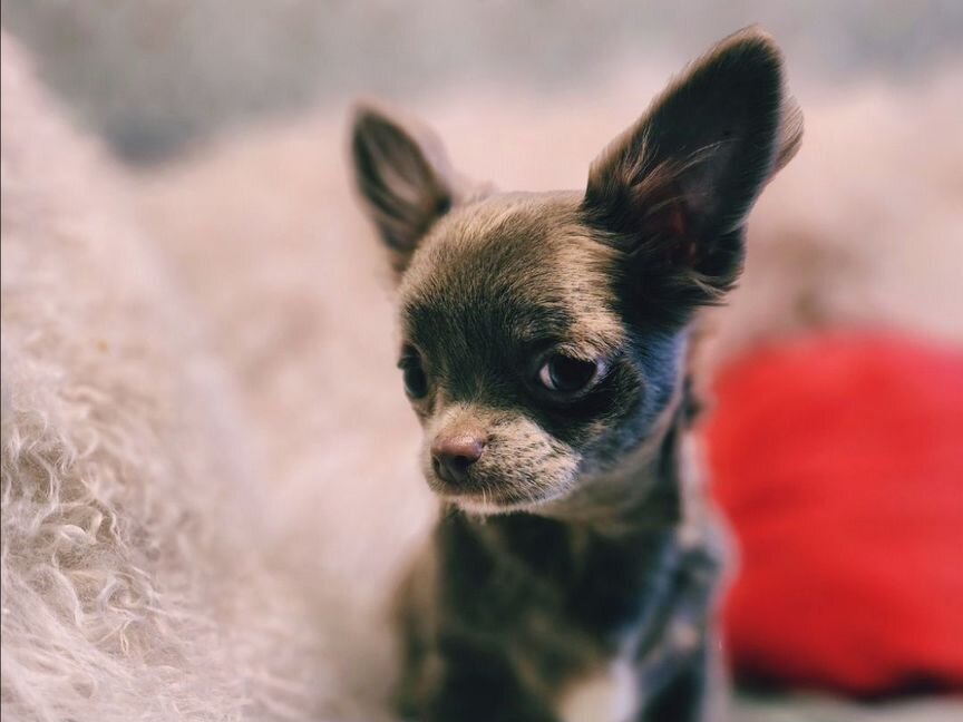 Чихуахуа девочка лиловая