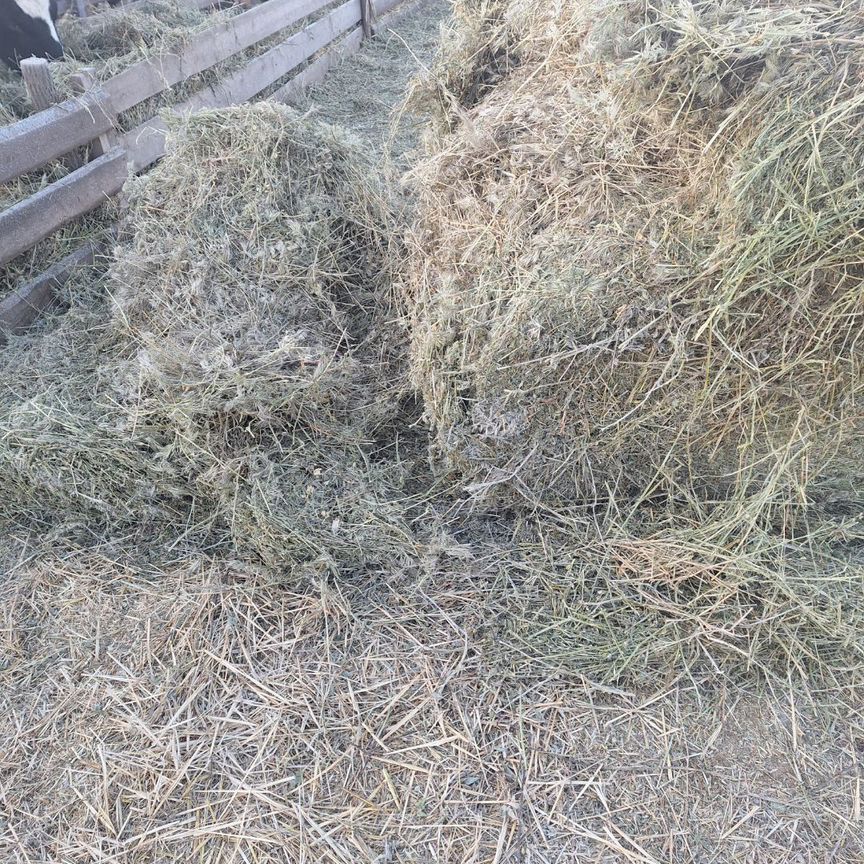 Сено люцерны в рулонах