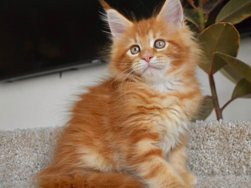 Мейн-кун