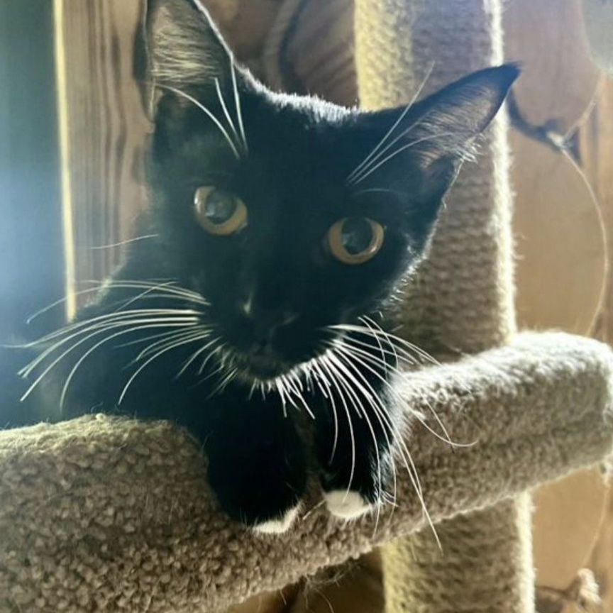 Очаровательная озорница Джинни в добрые руки