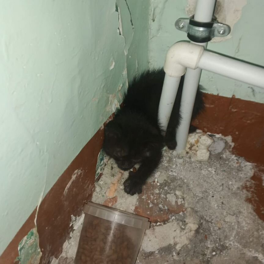 Помогите котенку