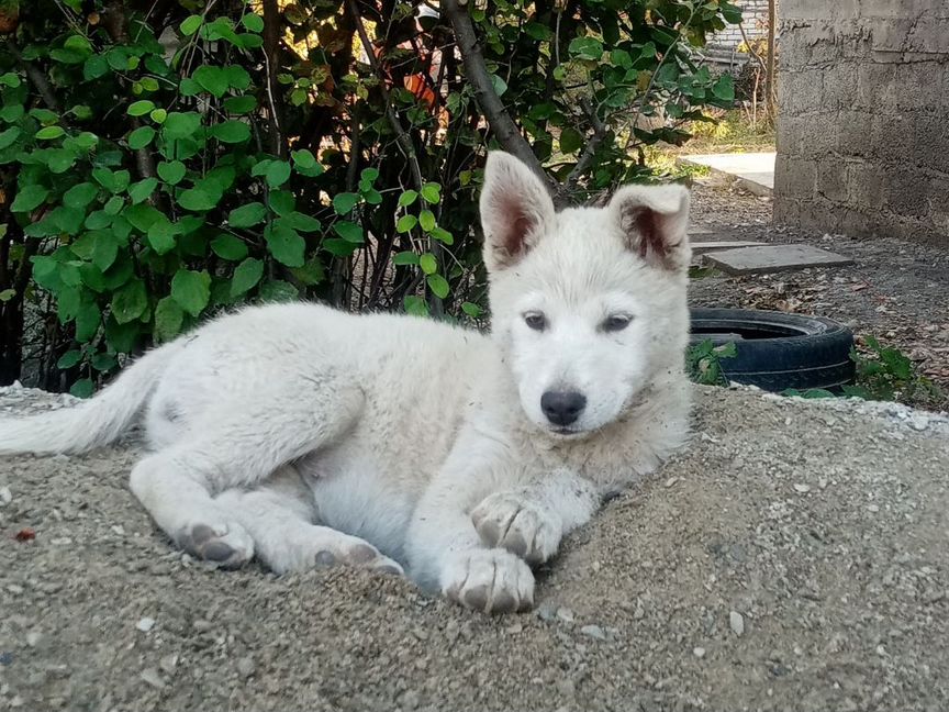 На половину хаски