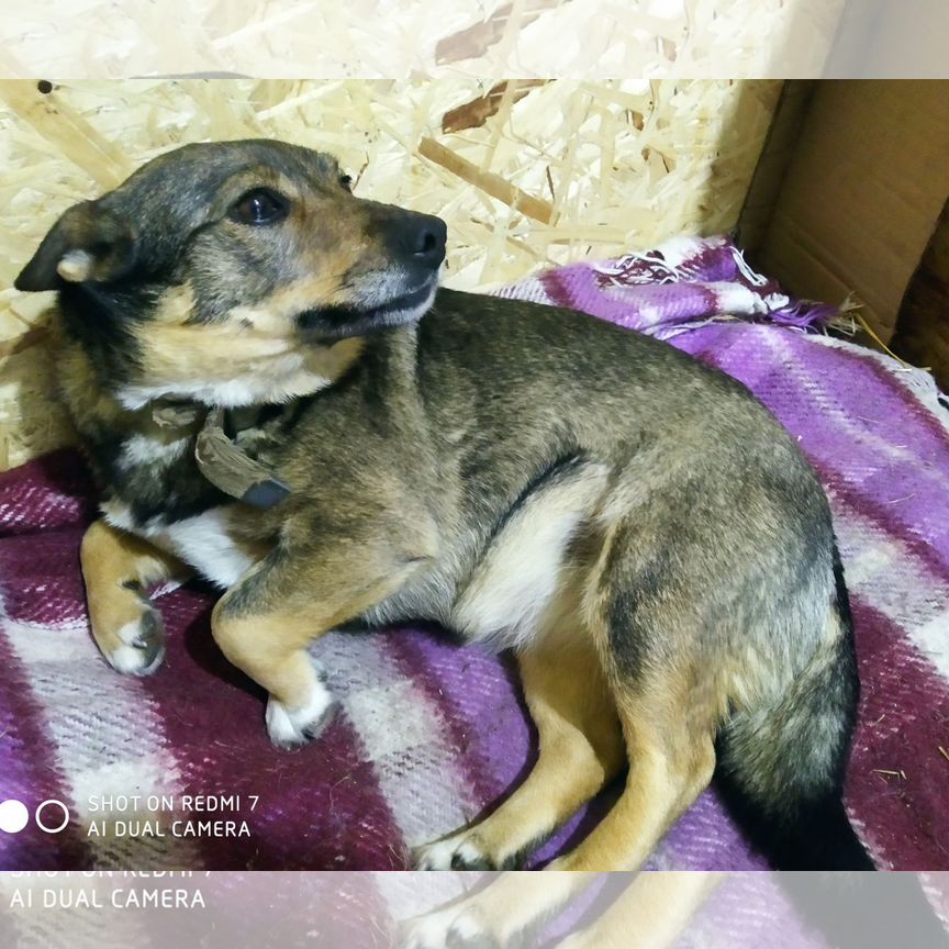 Взрослая собака в добрые руки