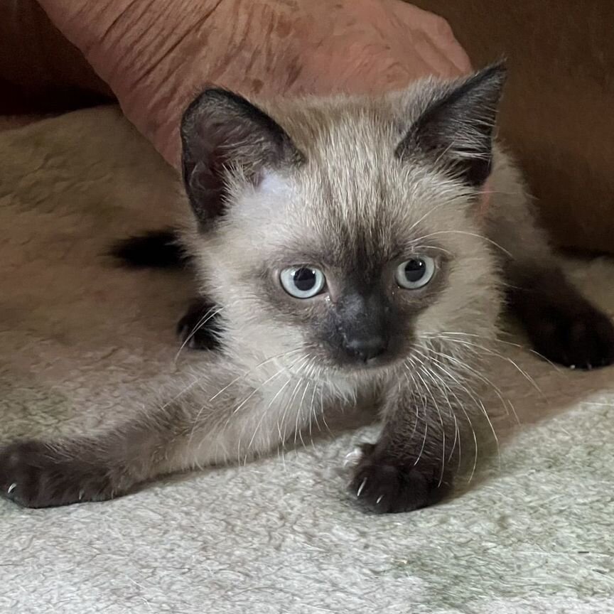 Котенок сиамский