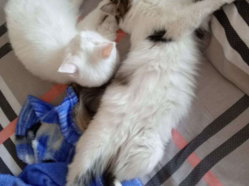 Кошки в добрые руки бесплатно