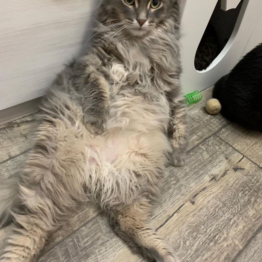 Серёжа в добрые руки