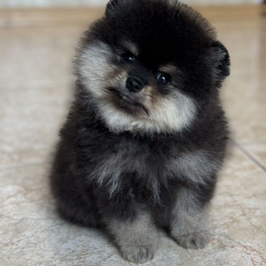 Померанский шпиц, щенок