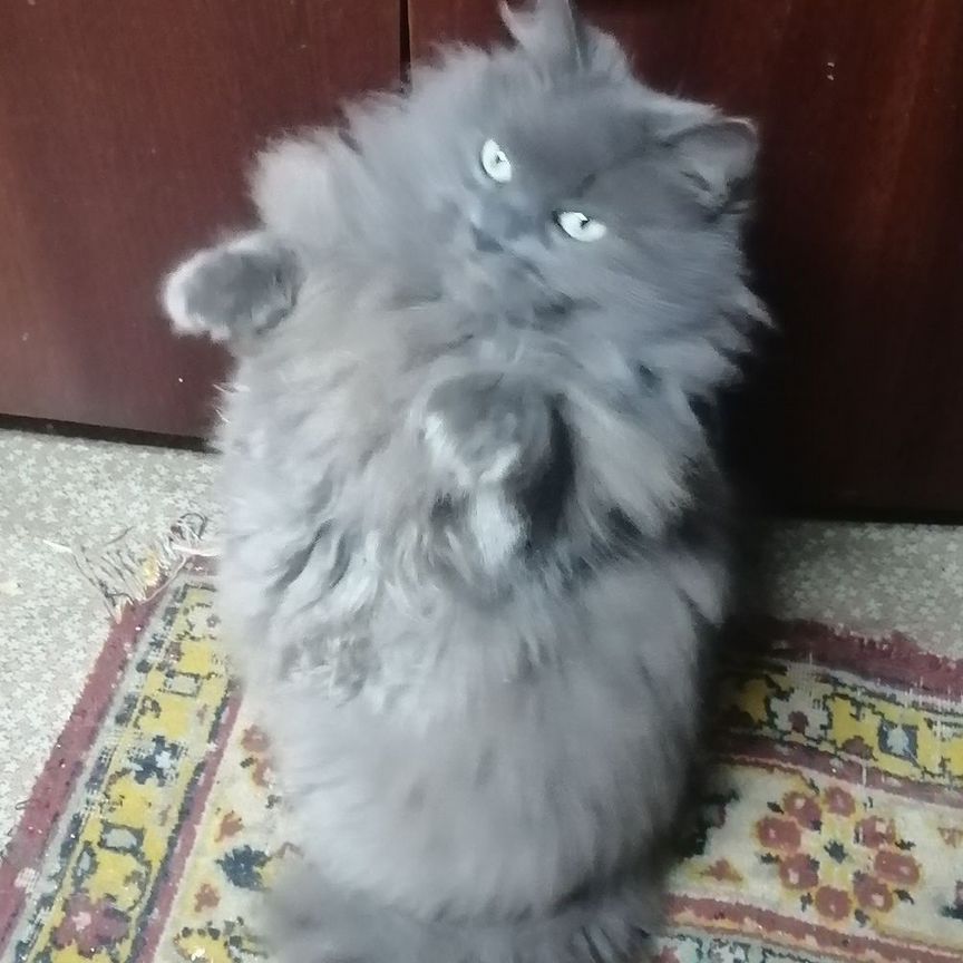 Кошечка в добрые руки