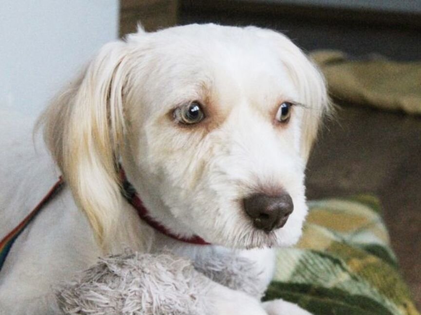 Ищет дом невероятной красоты Бусинка