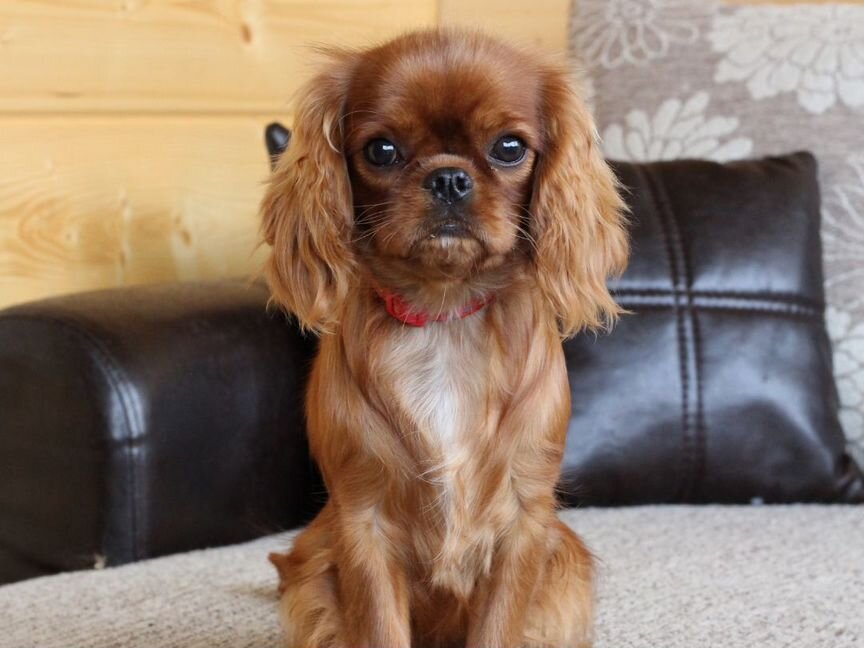 Кавалер Кинг Чарльз Спаниель (девочка)