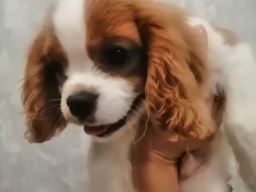 Мальчик ккчс