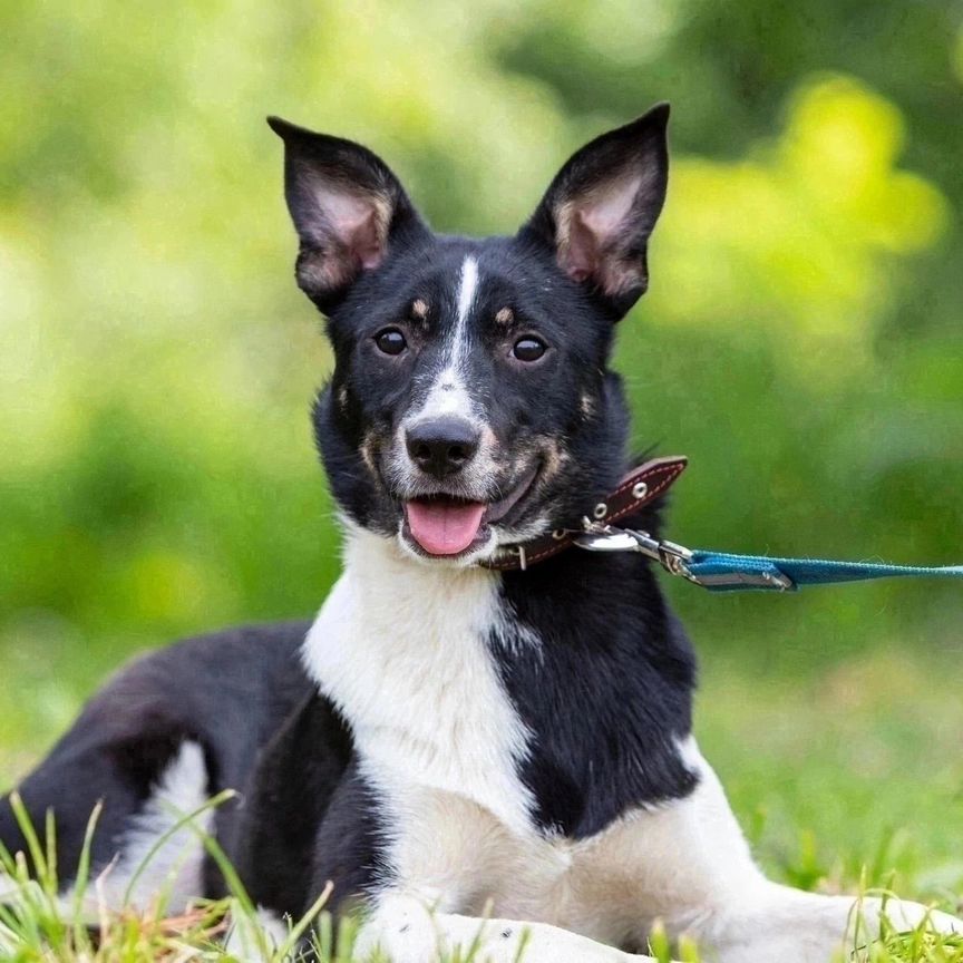 Собака в добрые руки