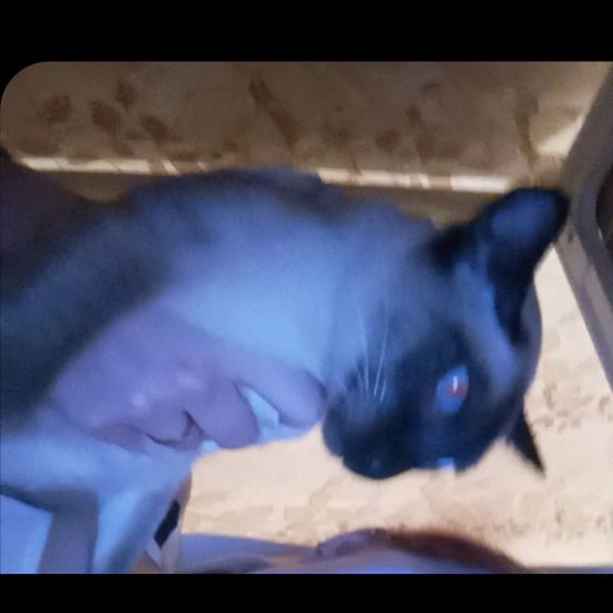 Ориентальная, взрослая кошка